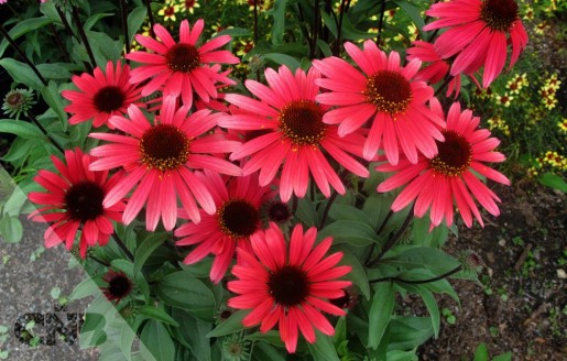 CNB.nl | Solar Flare