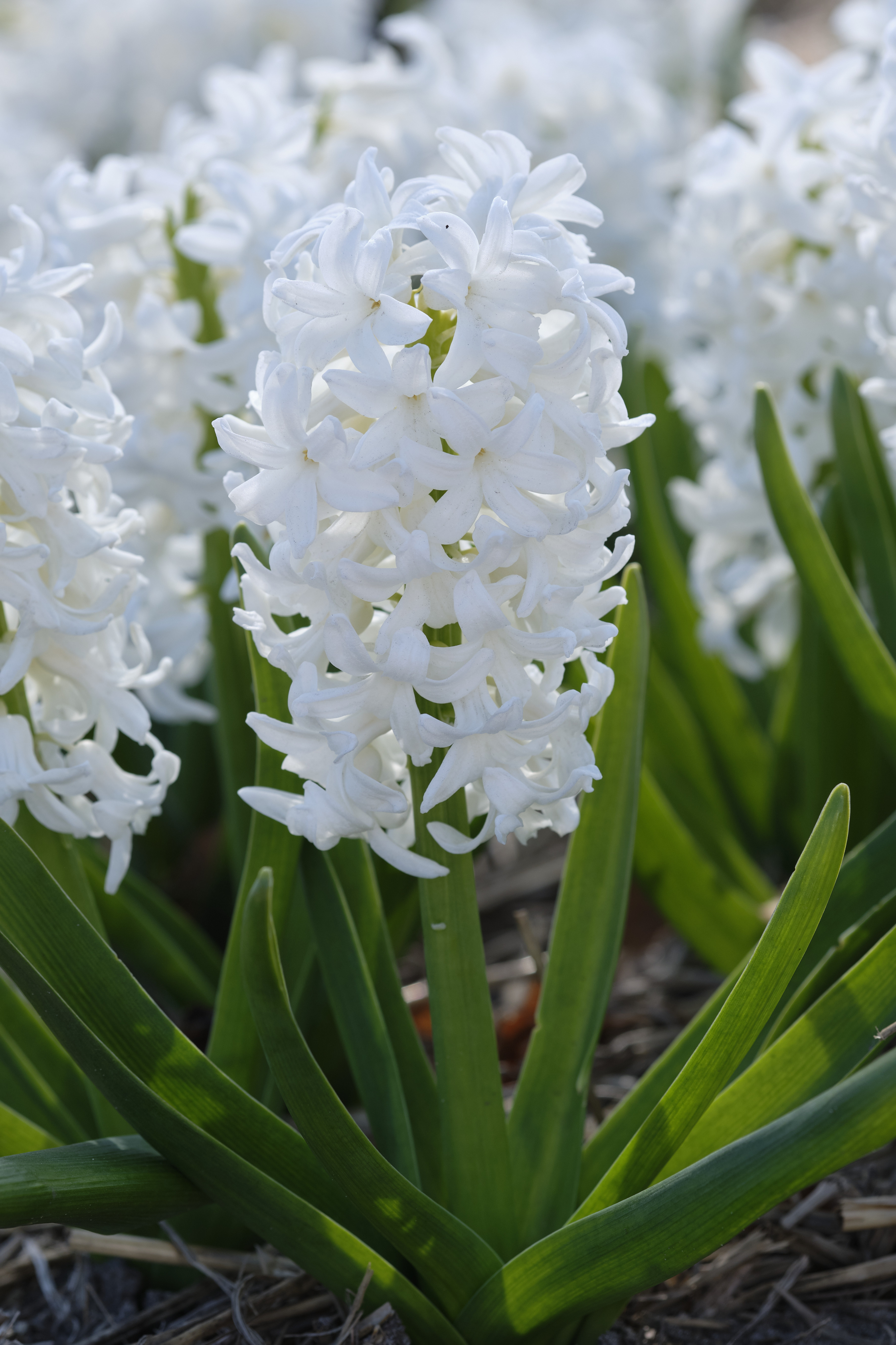 CNB.nl | Hyacint ‘Mount Egmont’ wit als sneeuw