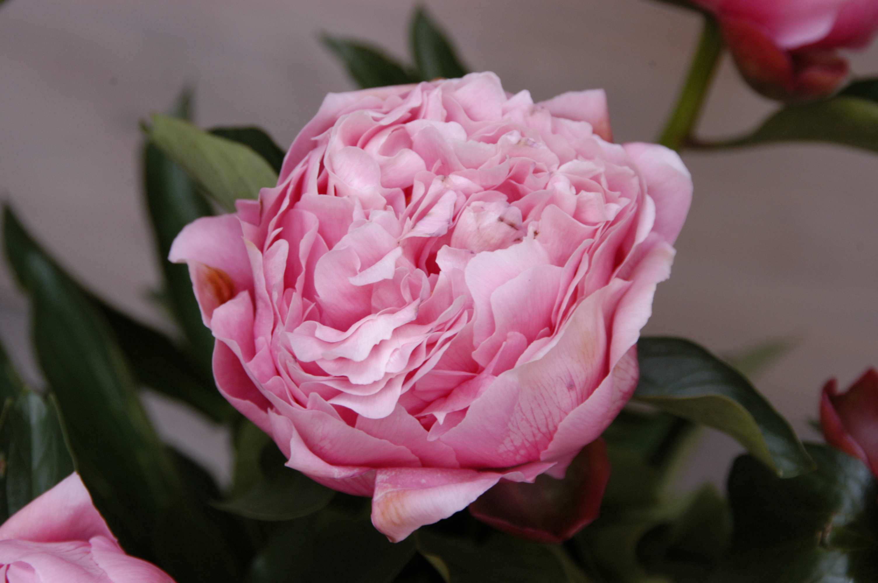 CNB.nl | Save the date: CNB Dutch Peony days