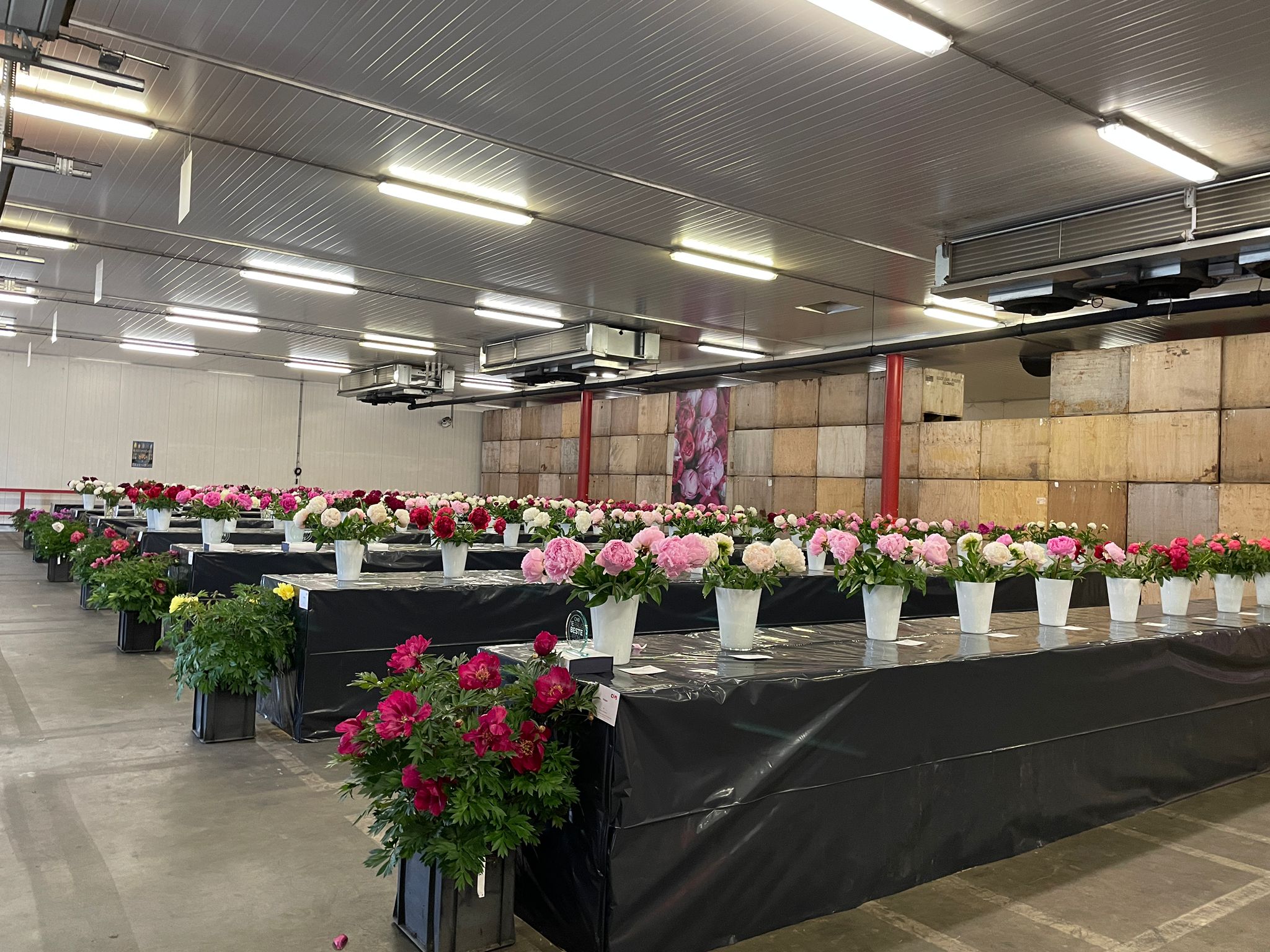 CNB.nl | Nop-Fleur beste pioen op CNB Dutch Peony Days