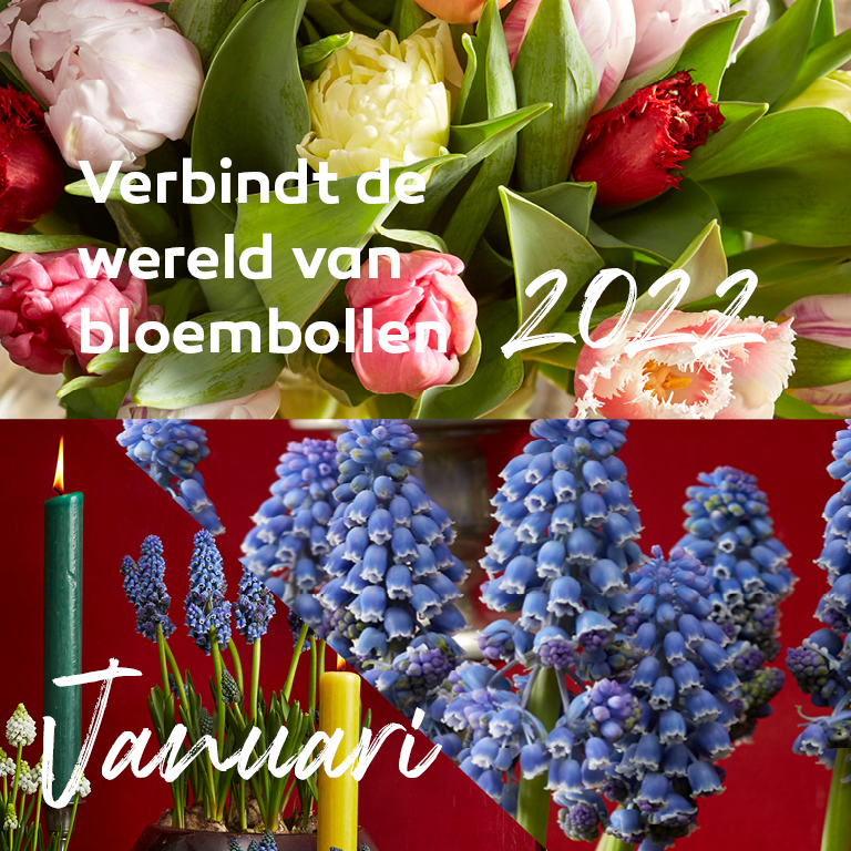 CNB.nl | CNB Kalender 2022